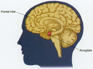Stroop N-Back, Interference Control and Emotion Regulation